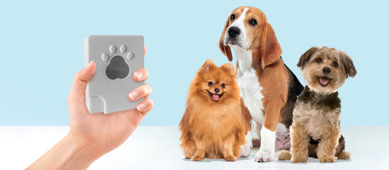 OWOWPET™｜Pet Life – OWOWPet